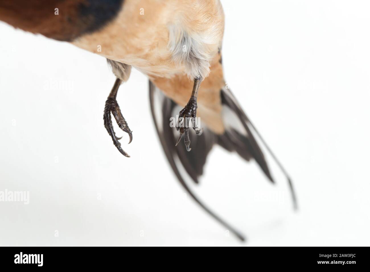Bird barn swallow (Hirundo rustica) or swift on a white background ...