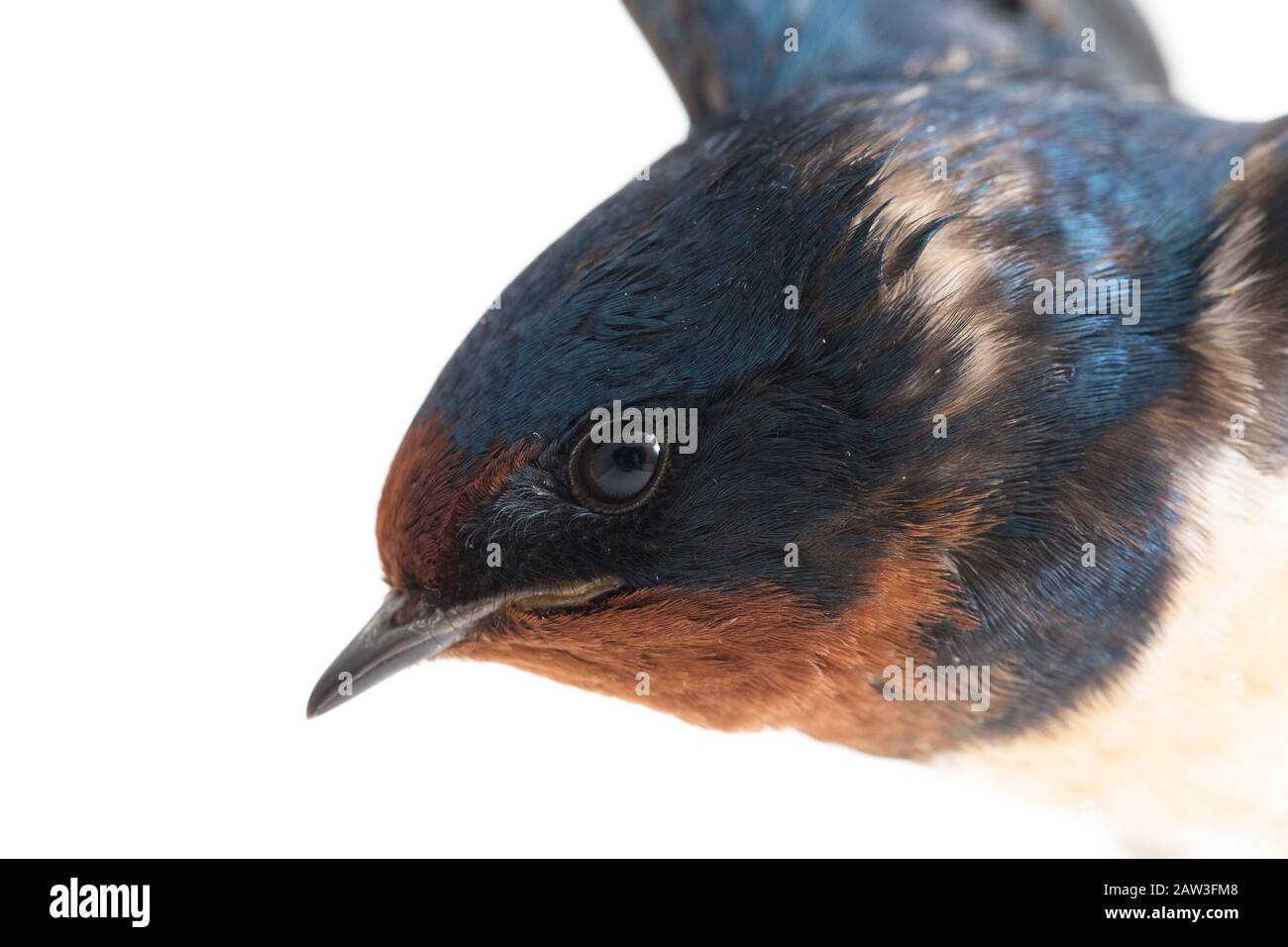 Bird barn swallow (Hirundo rustica) or swift on a white background ...