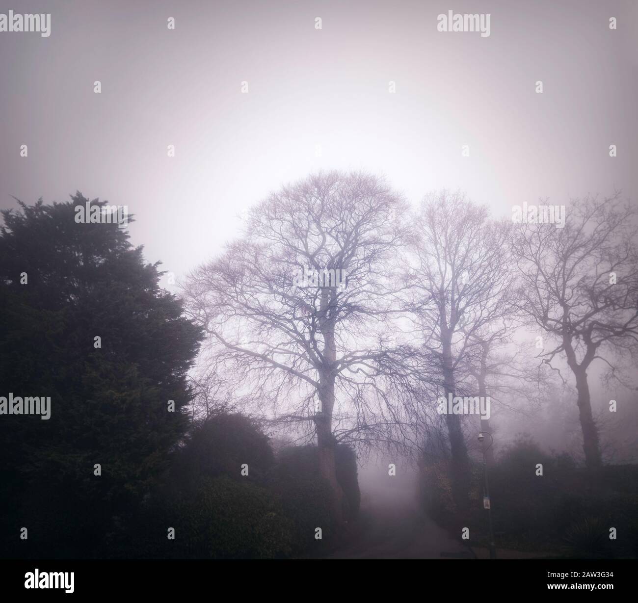 Misty tree hi-res stock photography and images - Alamy