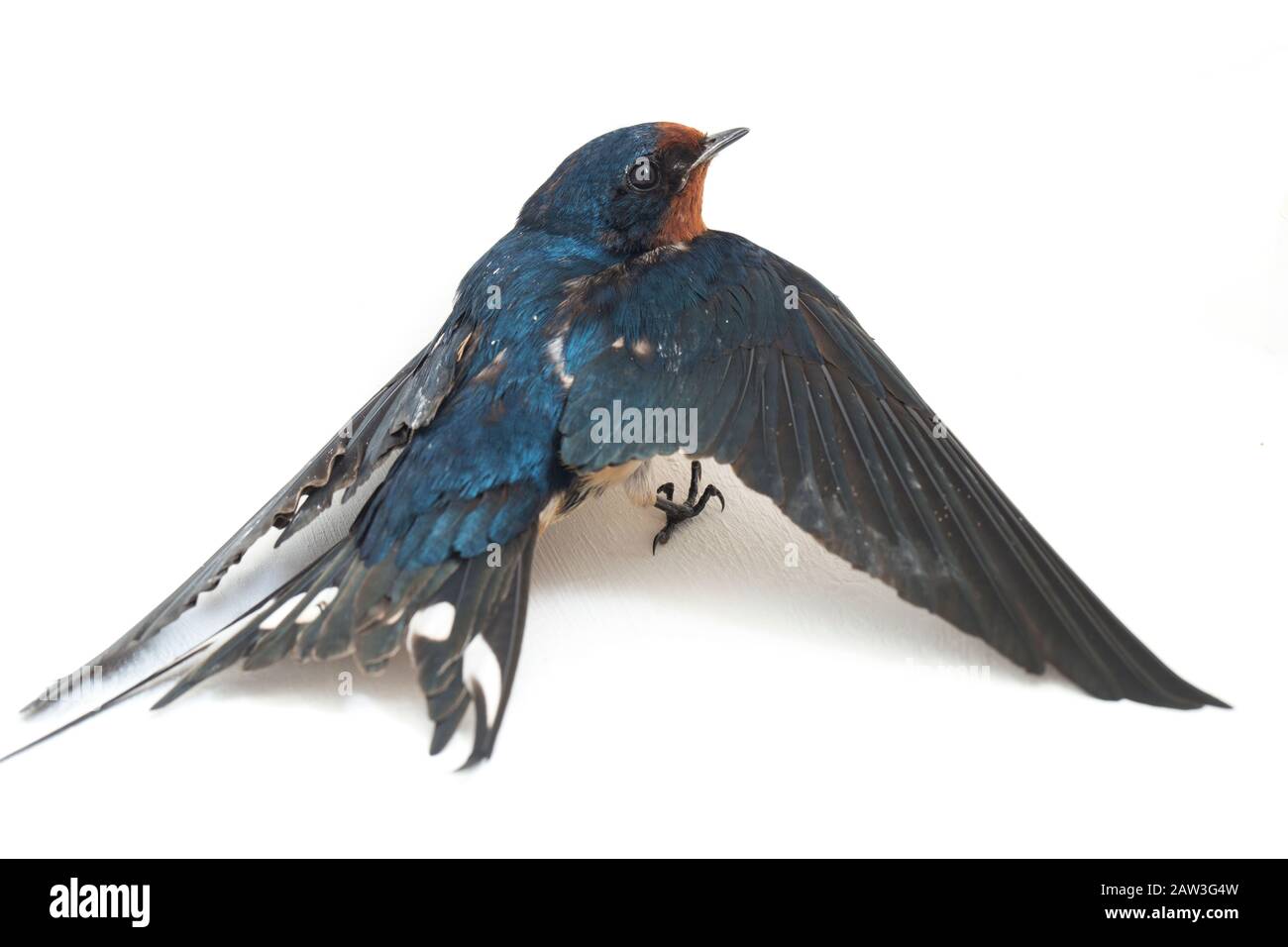 Bird barn swallow (Hirundo rustica) or swift on a white background ...