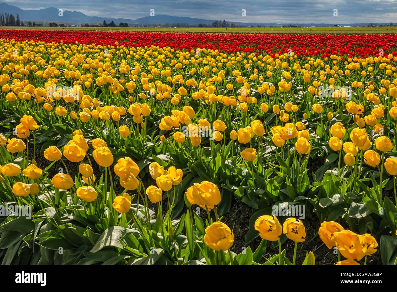 Tulip field at Skagit Valley Tulip Festival, Mount Vernon, Washington ...