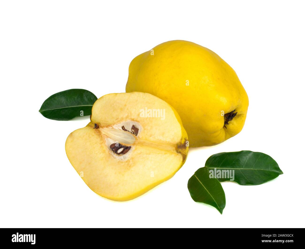 Isolated quince whole quince Cut Out Stock Images & Pictures - Alamy