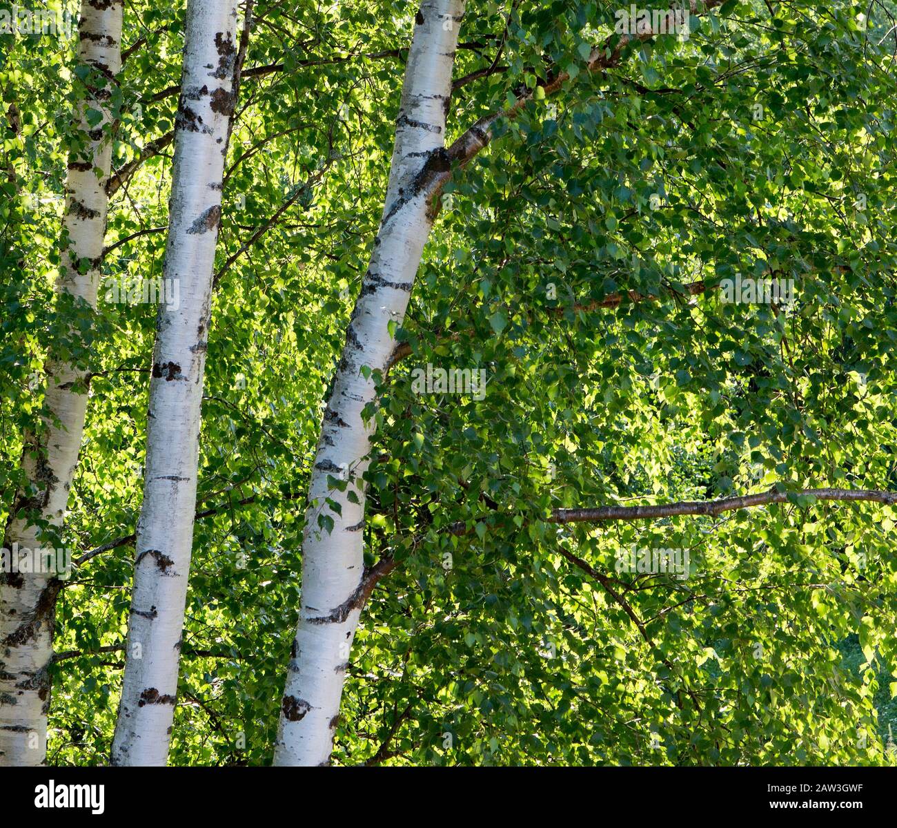 Birch Tree Background