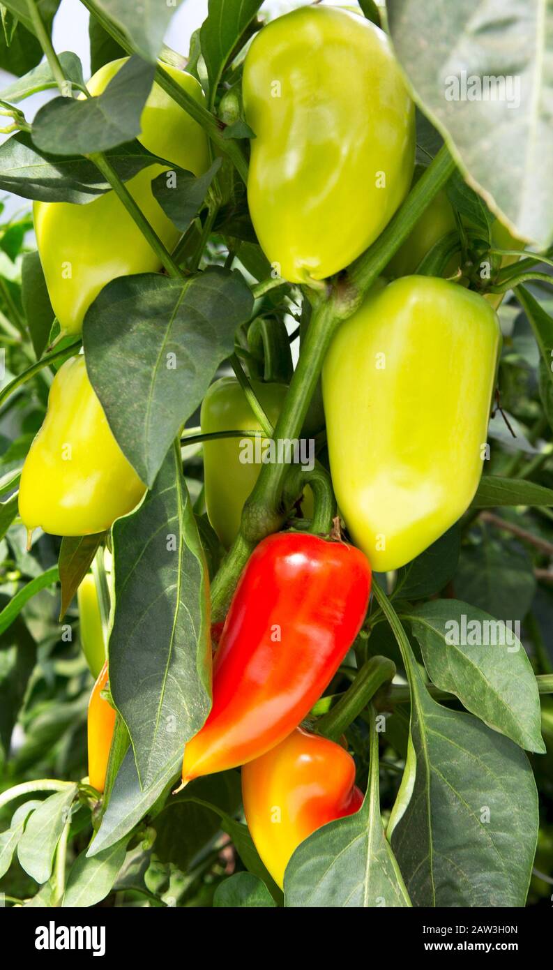 Pepper growing in the garden. Fresh bell Pepper plant. Pepper bush ...