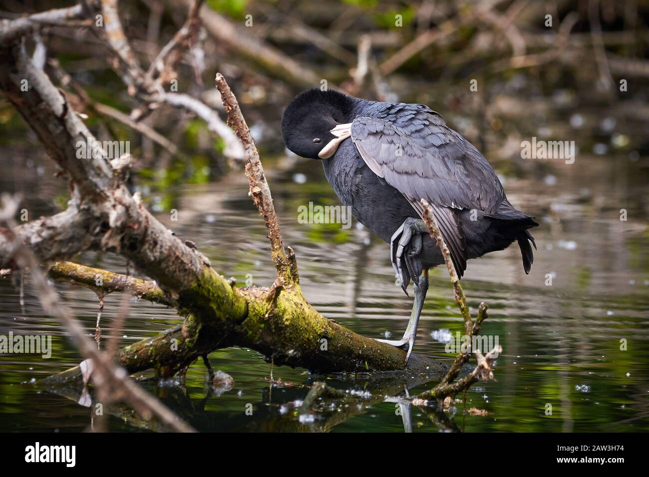 Eurasian coot birds on tree hi-res stock photography and images - Alamy