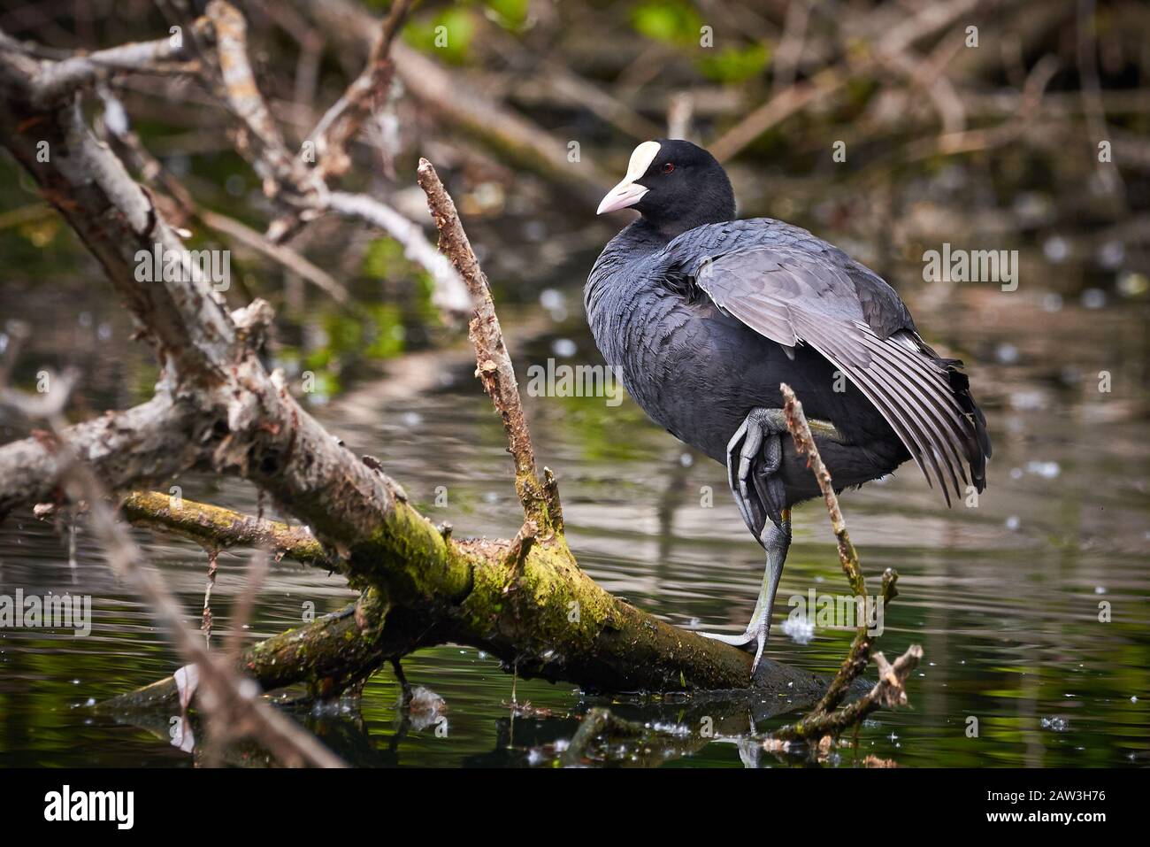Eurasian coot birds on tree hi-res stock photography and images - Alamy