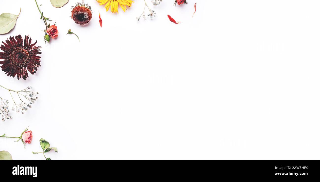 Frame of dry flowers on white background Stock Photo - Alamy