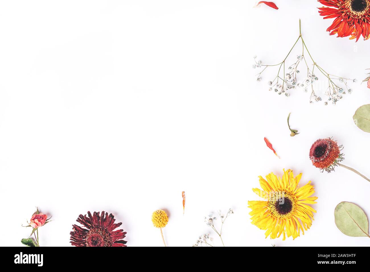 Frame of dry flowers on white background Stock Photo - Alamy