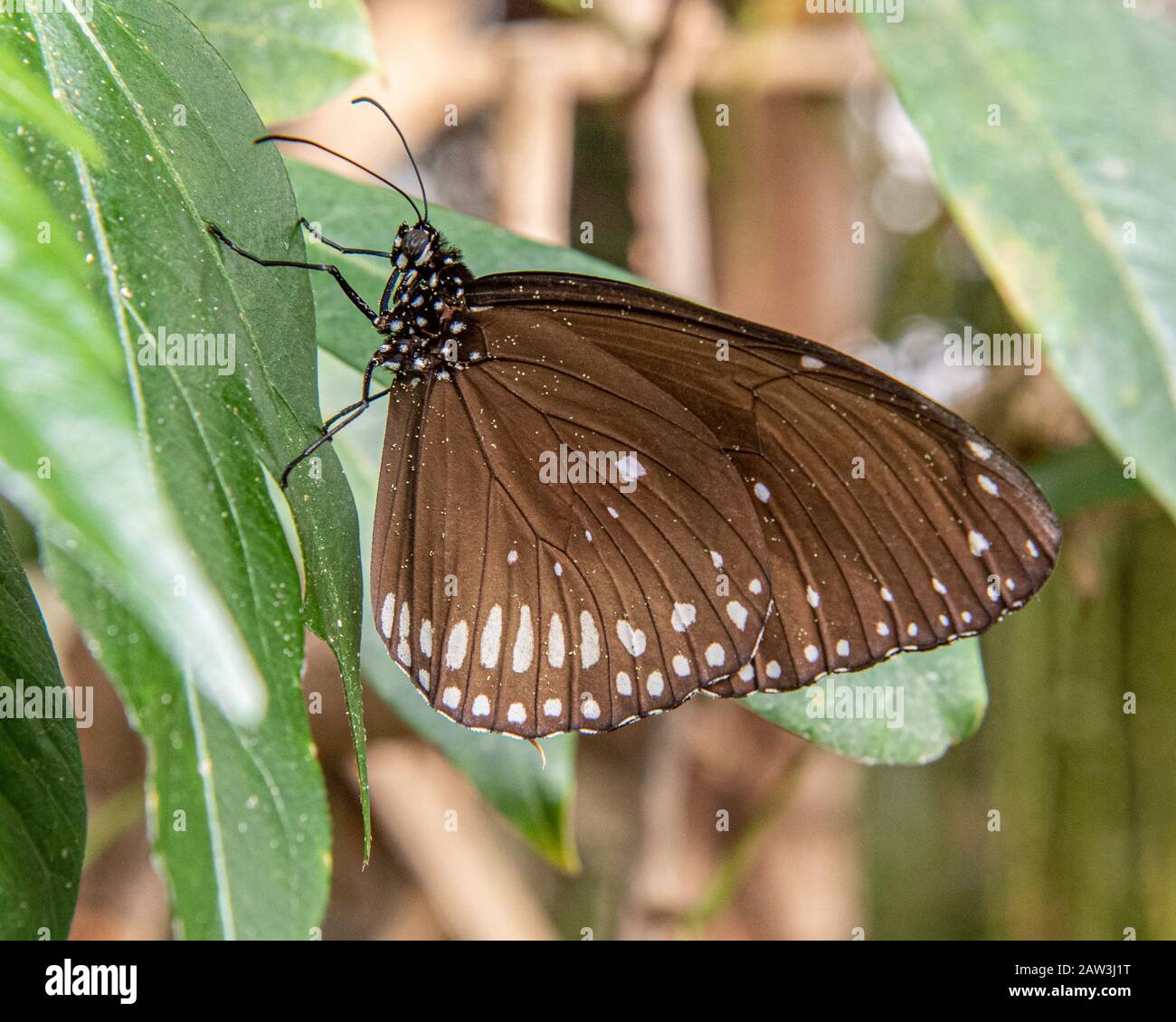 Wings insect wings hi-res stock photography and images - Alamy