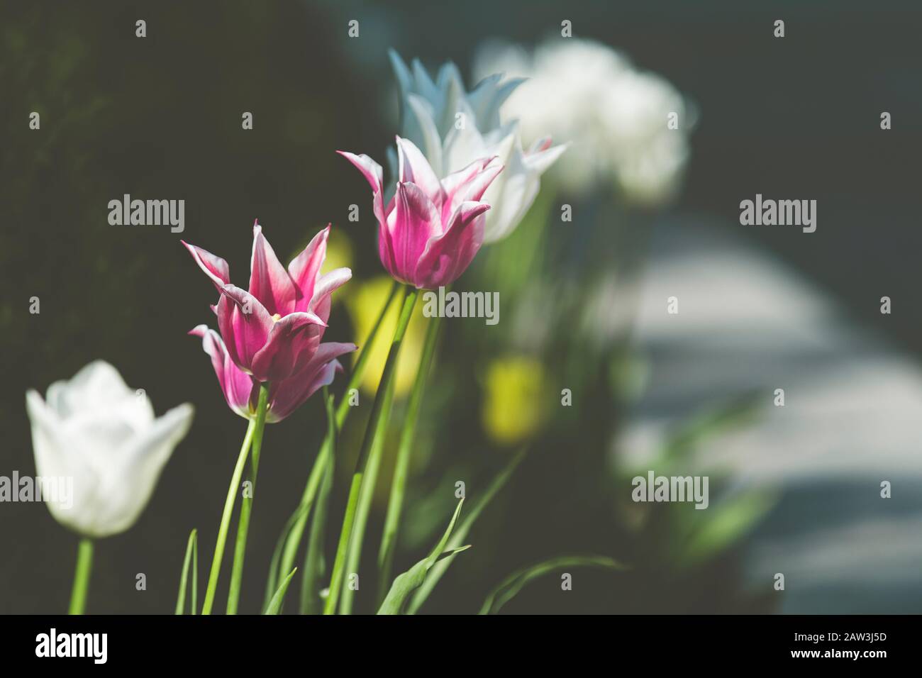 Colorful Tulips Flowers Blooming in a Park close up. Beautiful Colorful ...