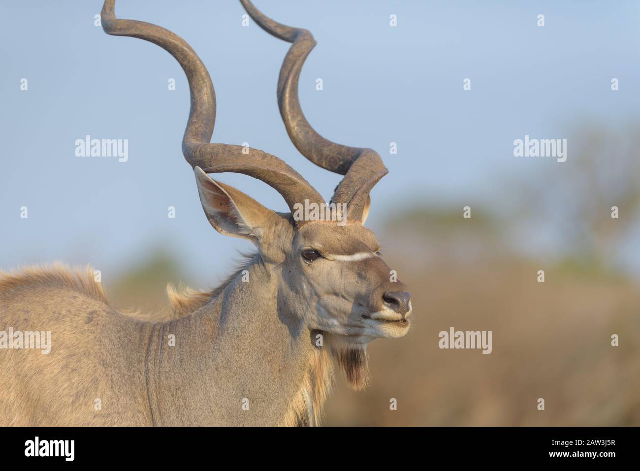 Kudu portrait in the wilderness Stock Photo - Alamy