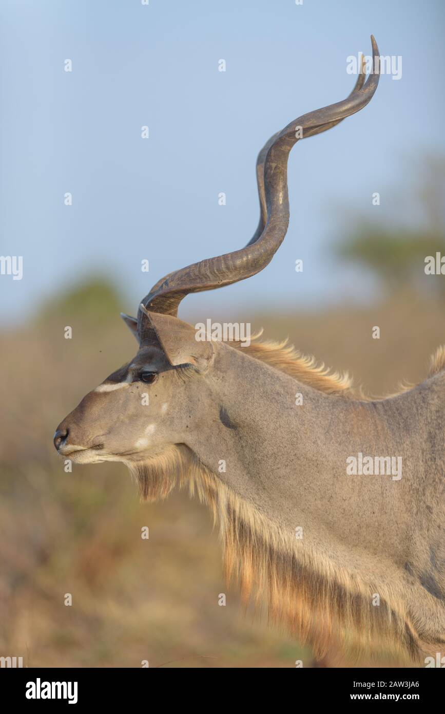 Kudu portrait in the wilderness Stock Photo - Alamy