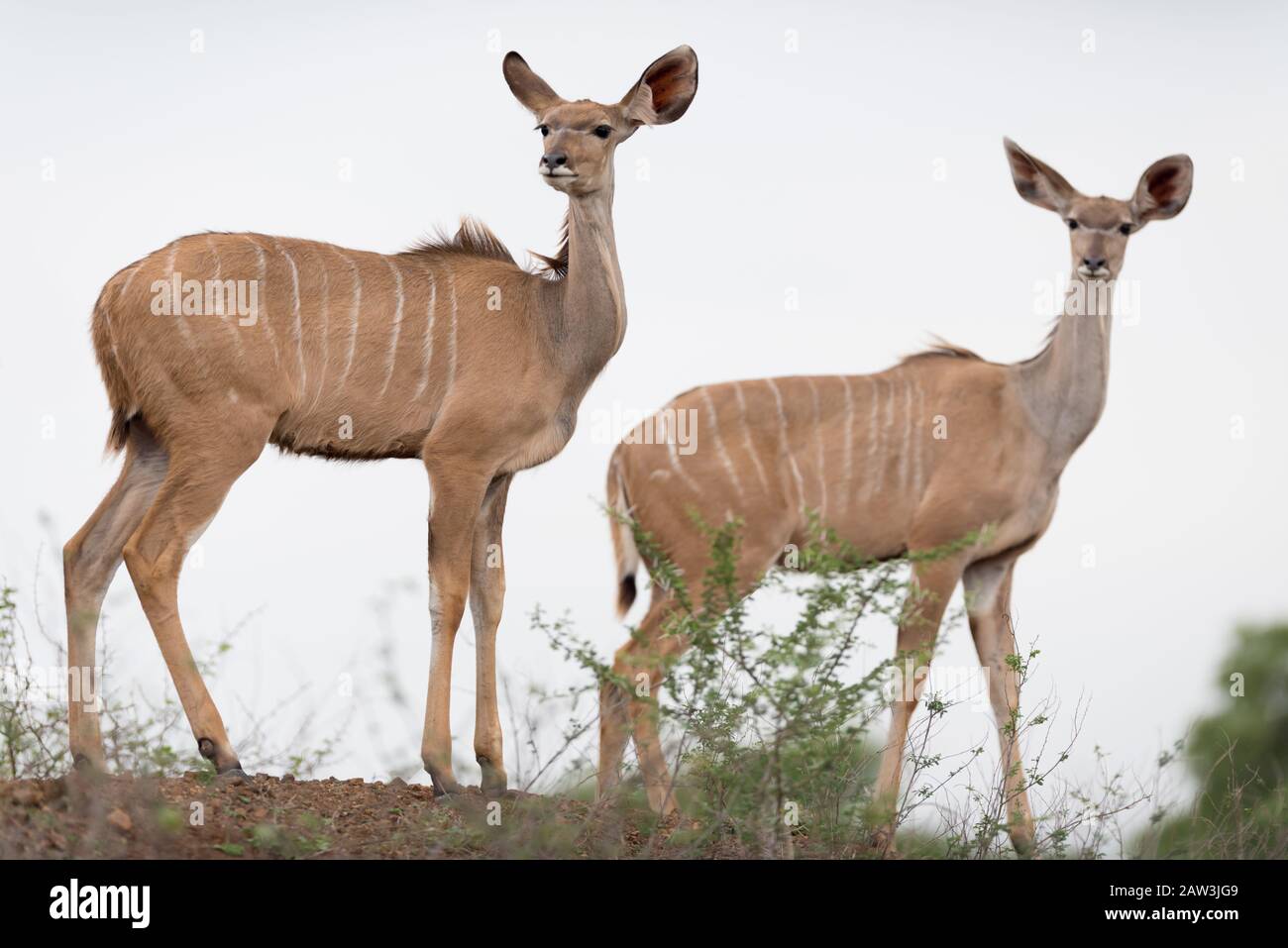 Kudu portrait in the wilderness Stock Photo - Alamy