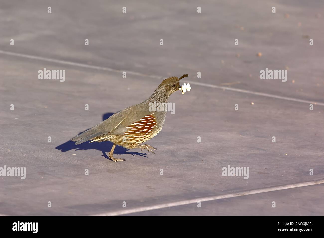 Female gambel's quail with chicks hi-res stock photography and images ...