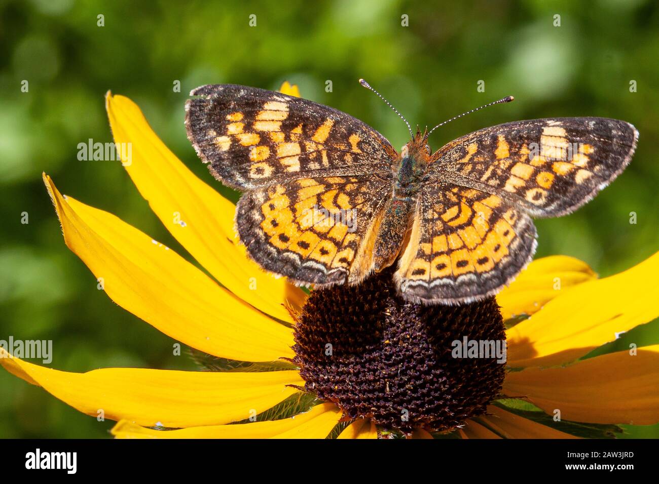 Butterflies at Magic Wings Stock Photo - Alamy