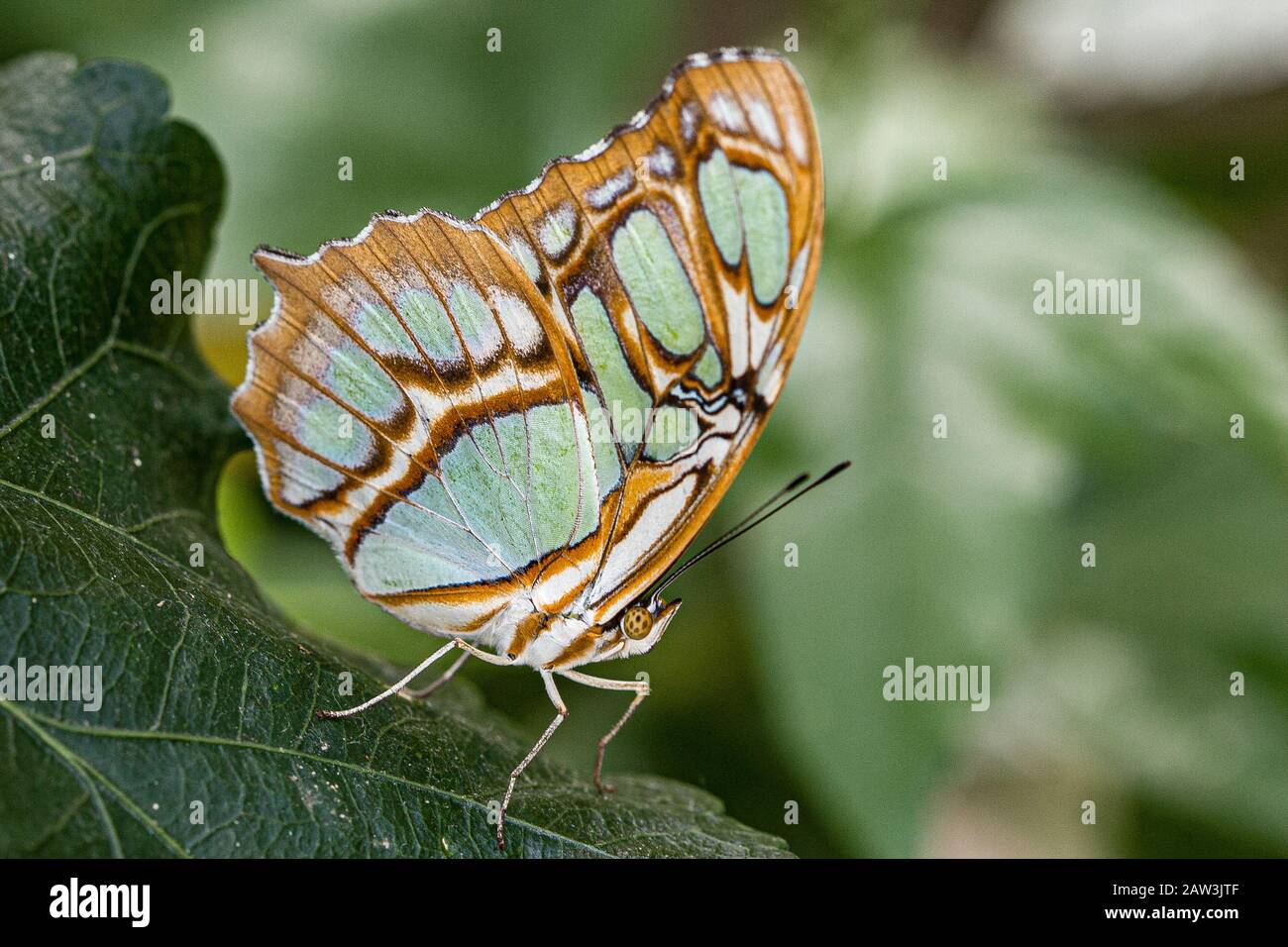 Butterfly magic hi-res stock photography and images - Alamy