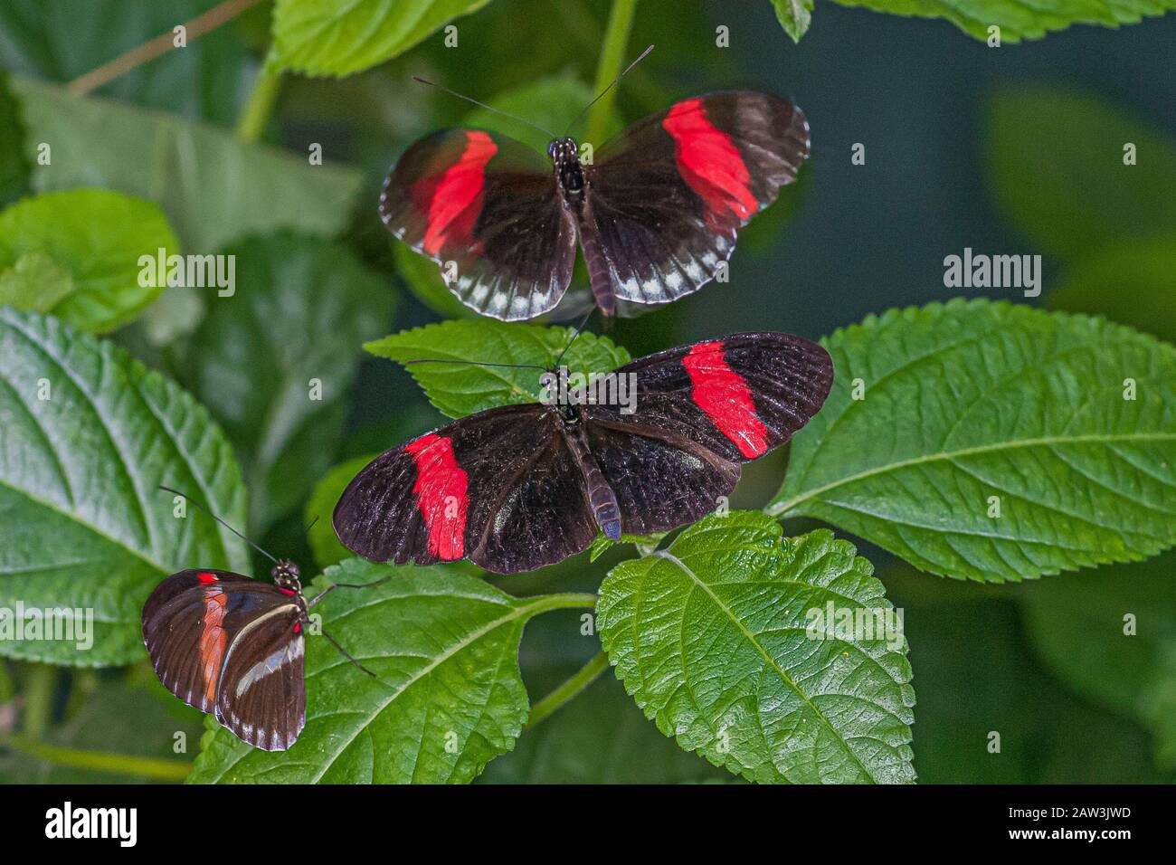 Two small postman butterflies Stock Photo - Alamy