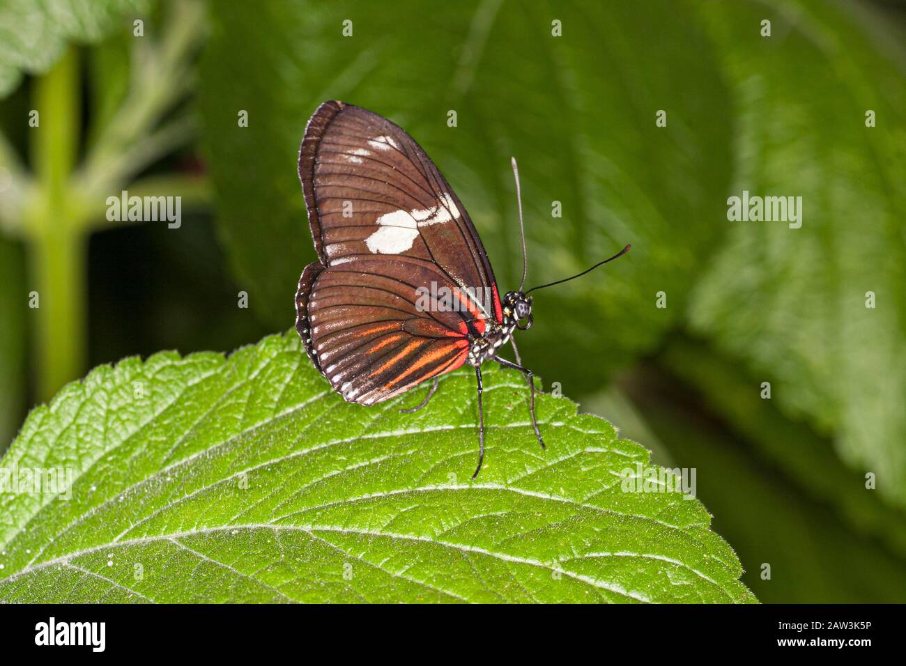 Brown winged butterfly Stock Photo - Alamy