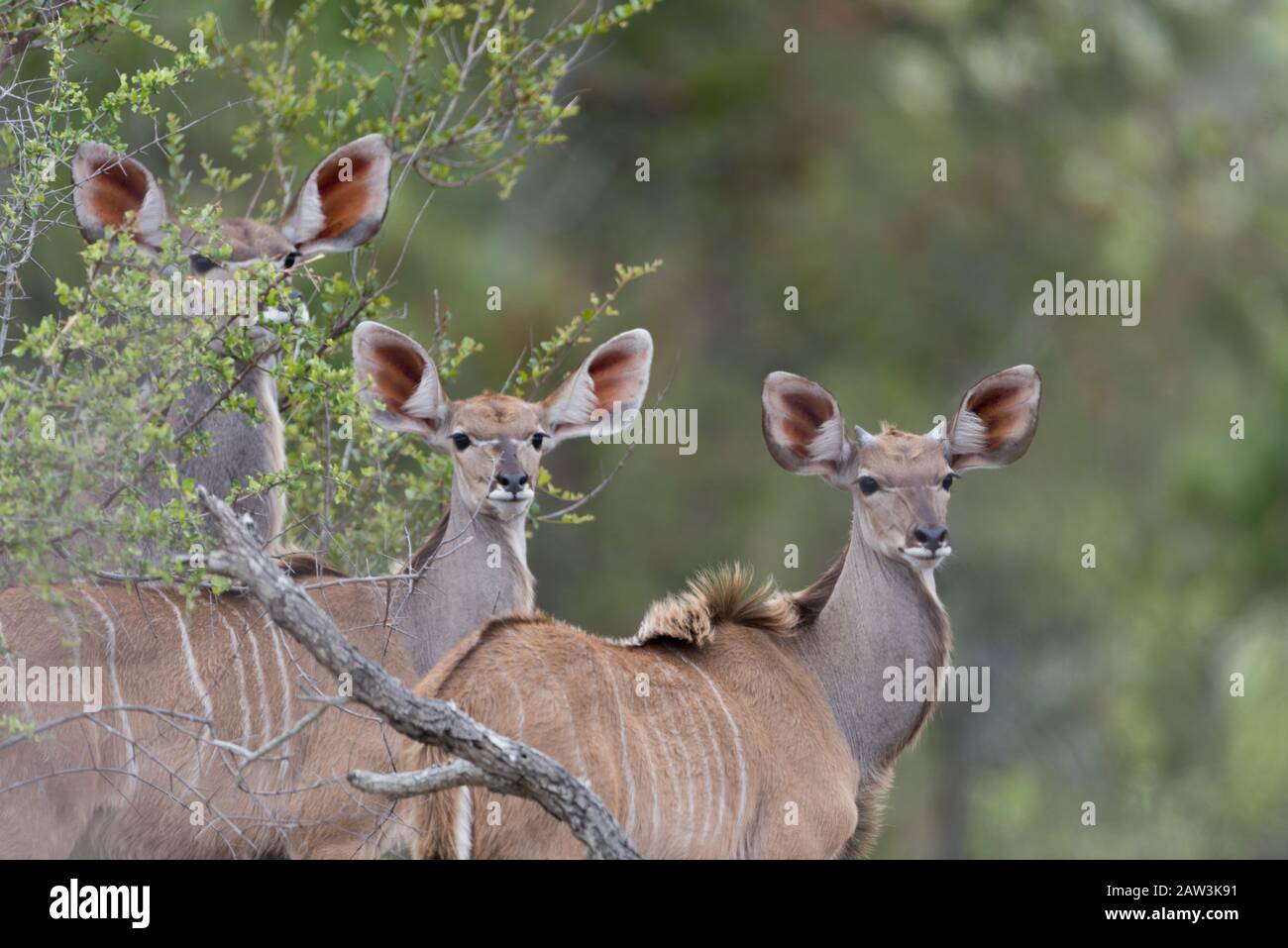 Kudu portrait in the wilderness Stock Photo - Alamy