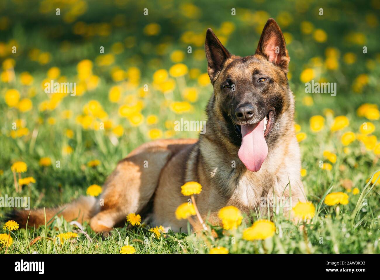 Funny malinois hi-res stock photography and images - Alamy