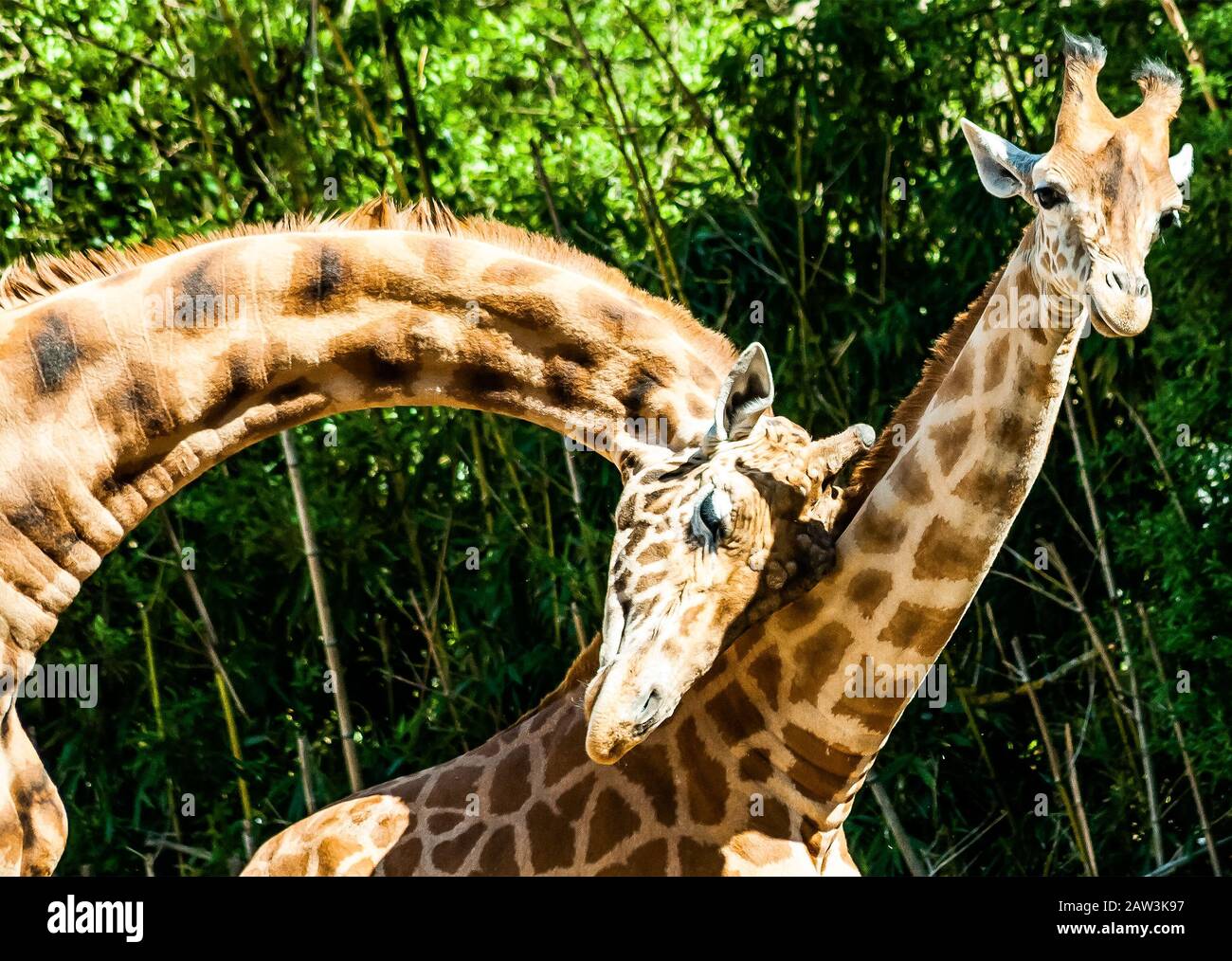 Giraffes in Love Stock Photo - Alamy