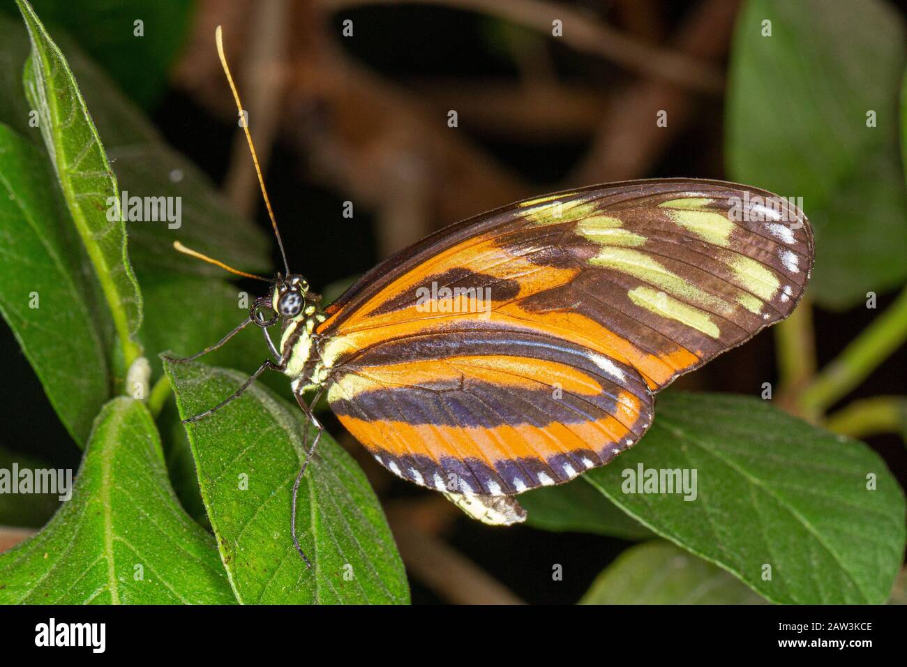 Isabella Tiger Longwing,butterfly - Eueides Isabella Stock Photo - Alamy