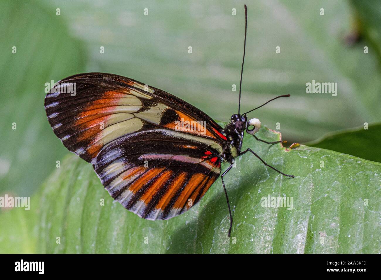 Butterflies at Magic Wings Stock Photo - Alamy