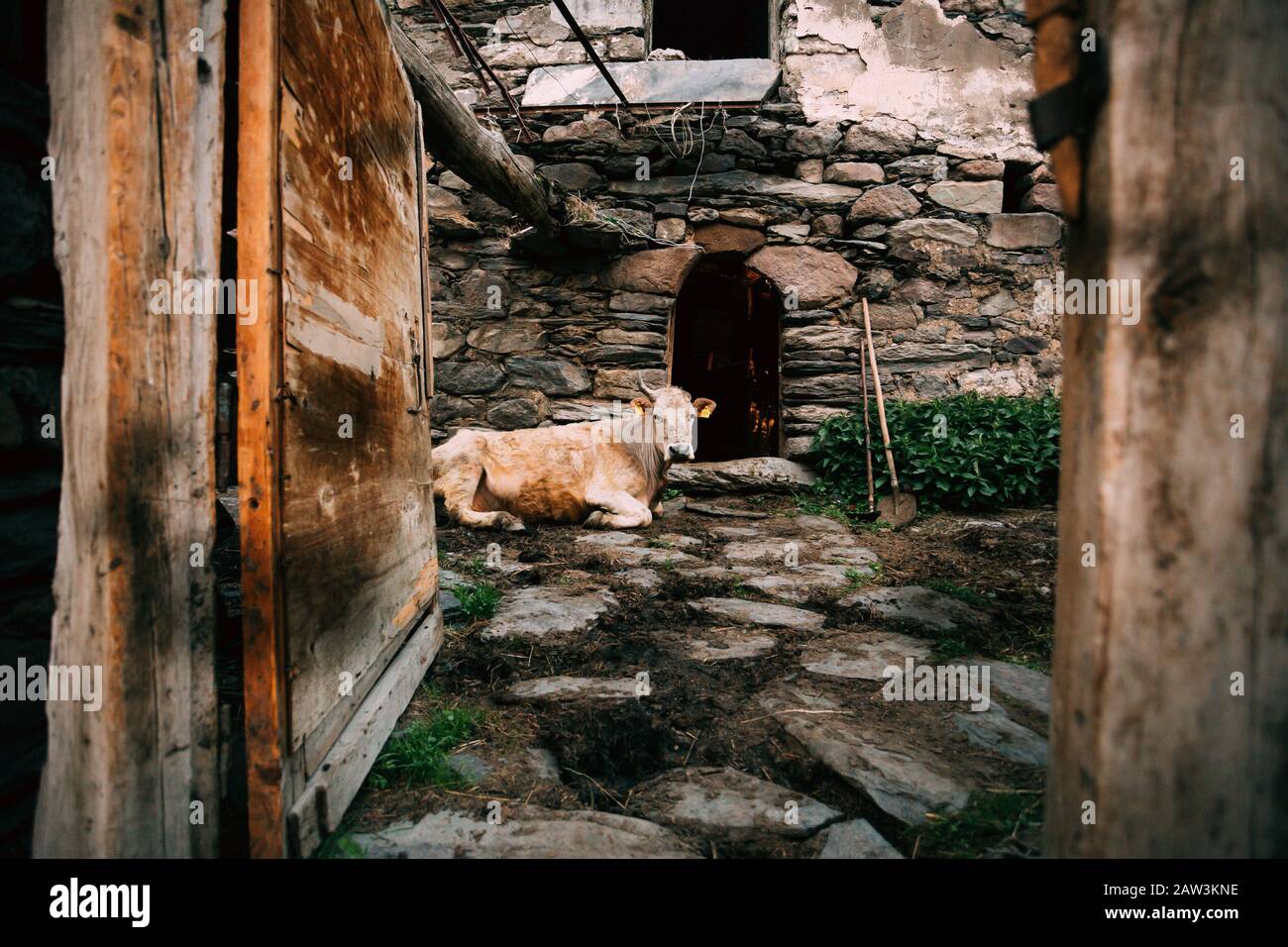 Georgia. Cow Lying In Shed In Georgian Village Stock Photo - Alamy