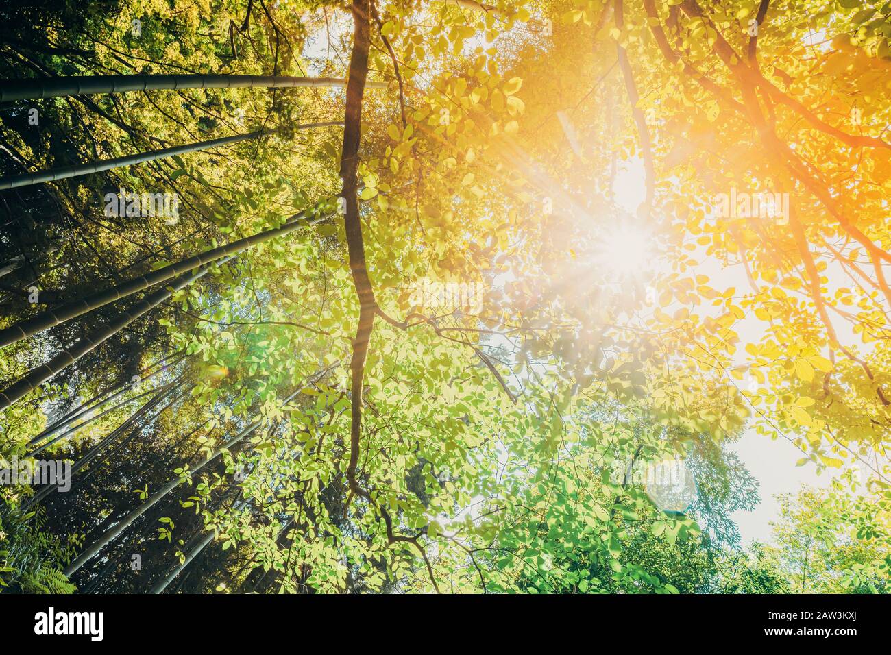 Spring Sun Shining Through Canopy Of Tall Trees. Sunlight In Tropical ...