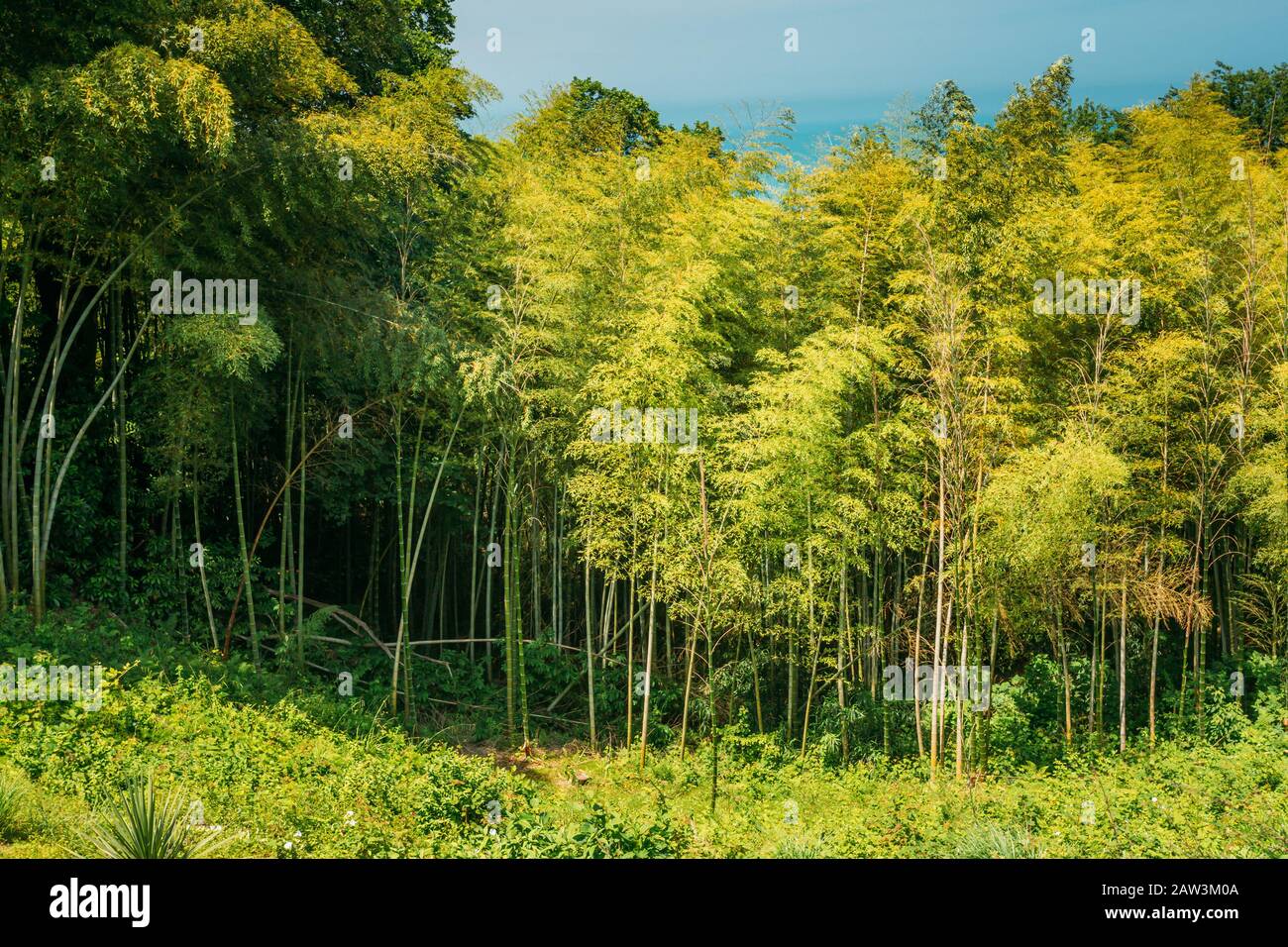 Tropical Deciduous Forest High Resolution Stock Photography and Images ...