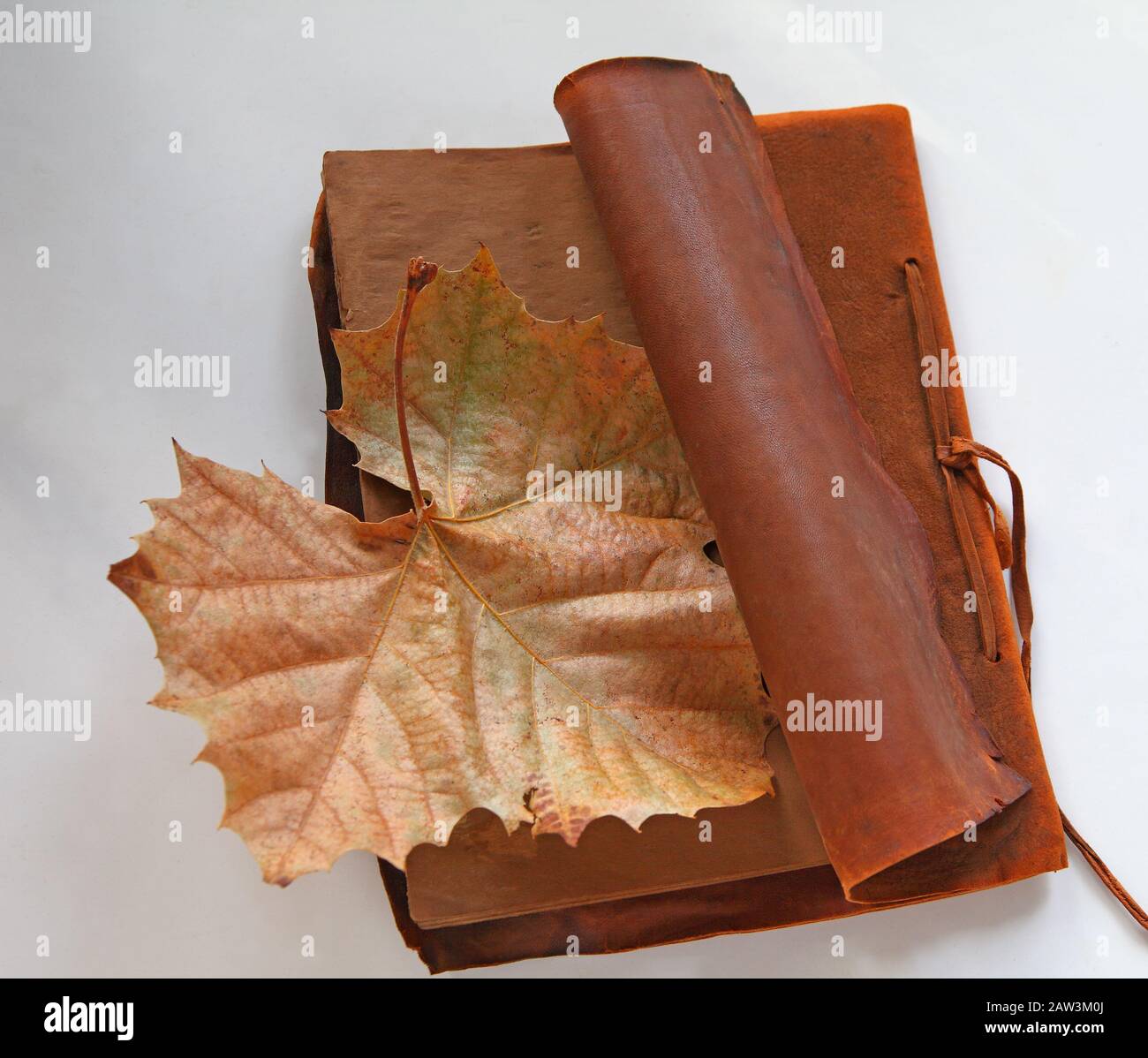 Vintage book biology book hi-res stock photography and images - Alamy