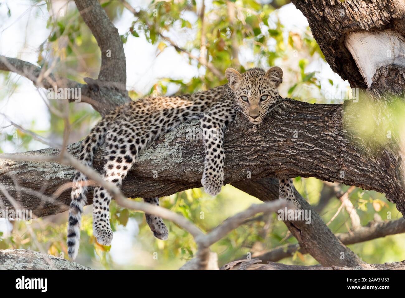 Black leopard tree hi-res stock photography and images - Alamy