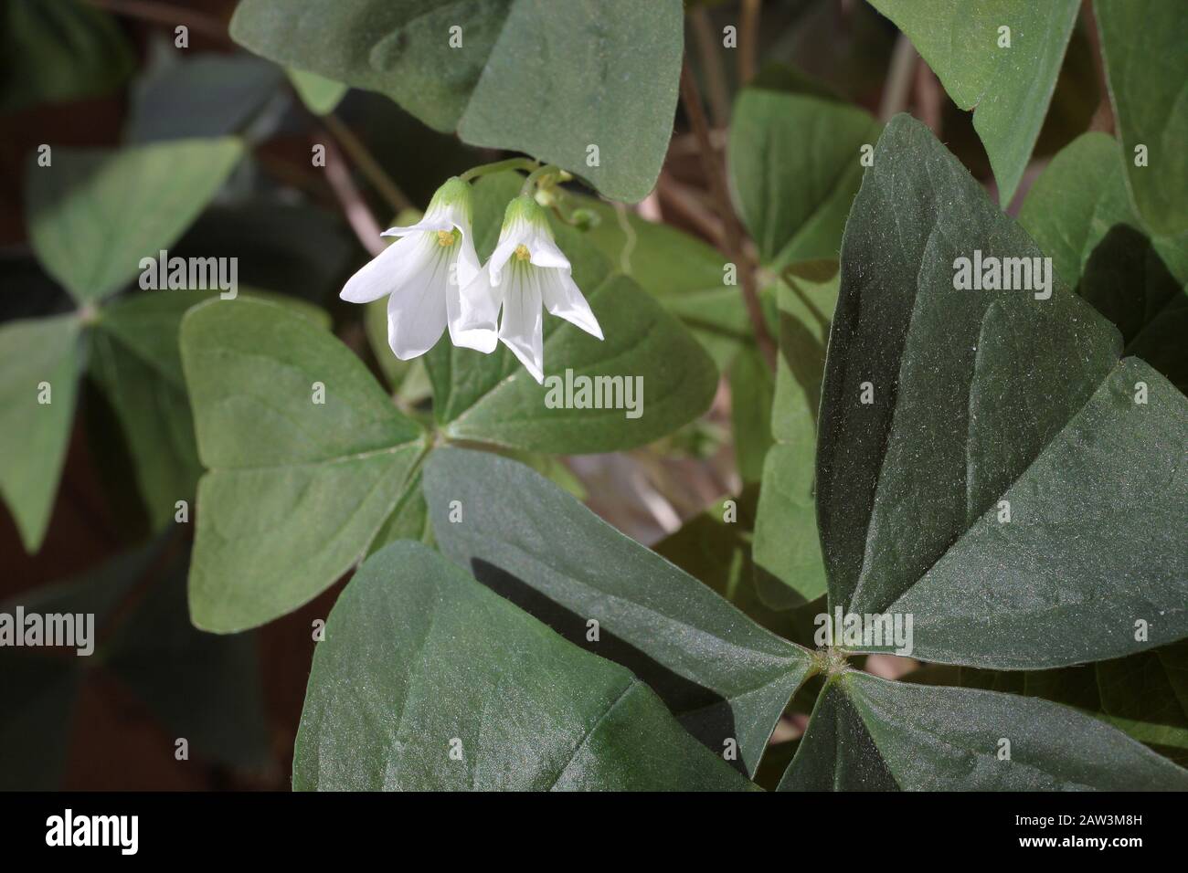 Shamrock houseplant hi-res stock photography and images - Alamy