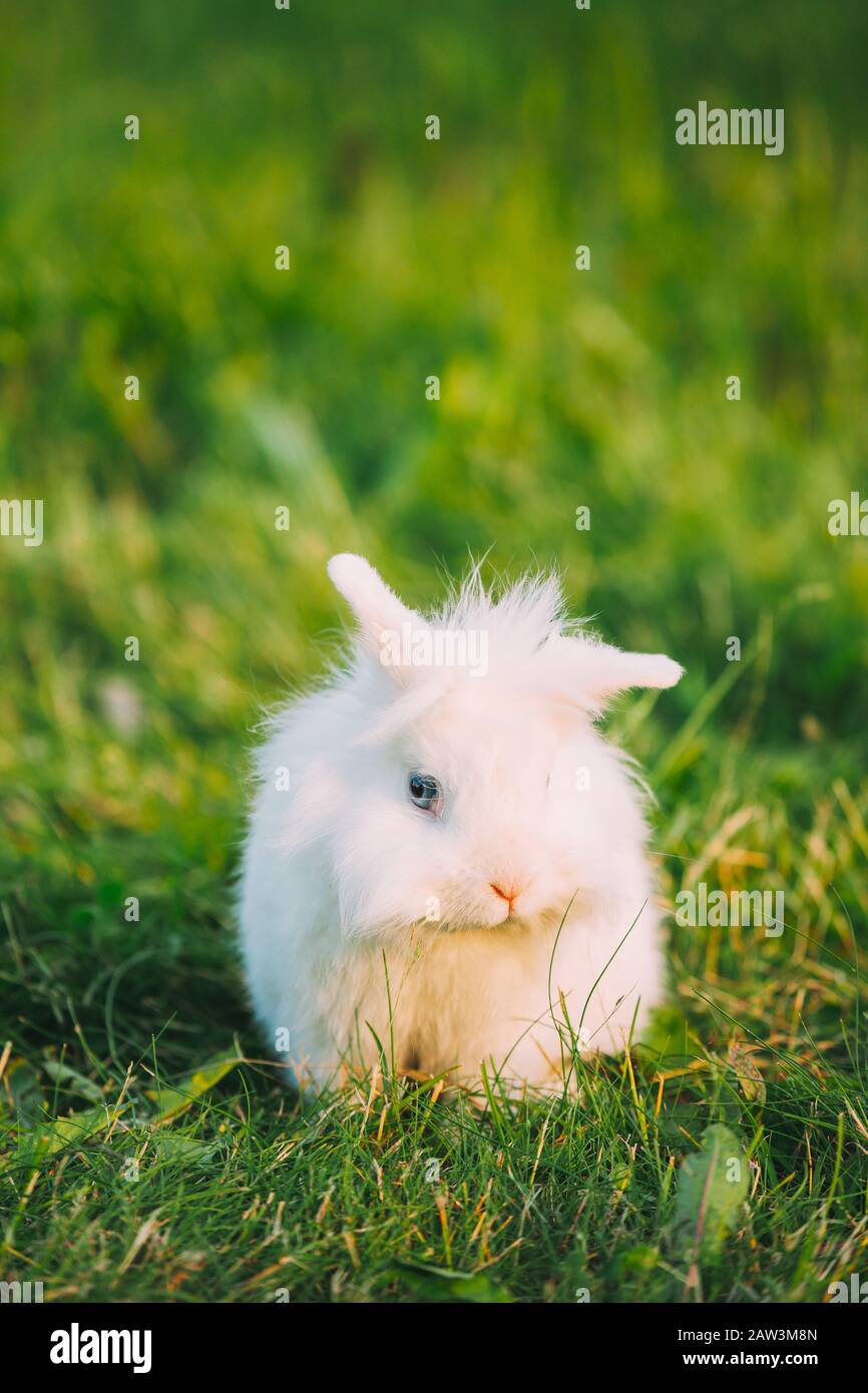 Cute Dwarf Lop-Eared Decorative Miniature Snow-White Fluffy Rabbit ...