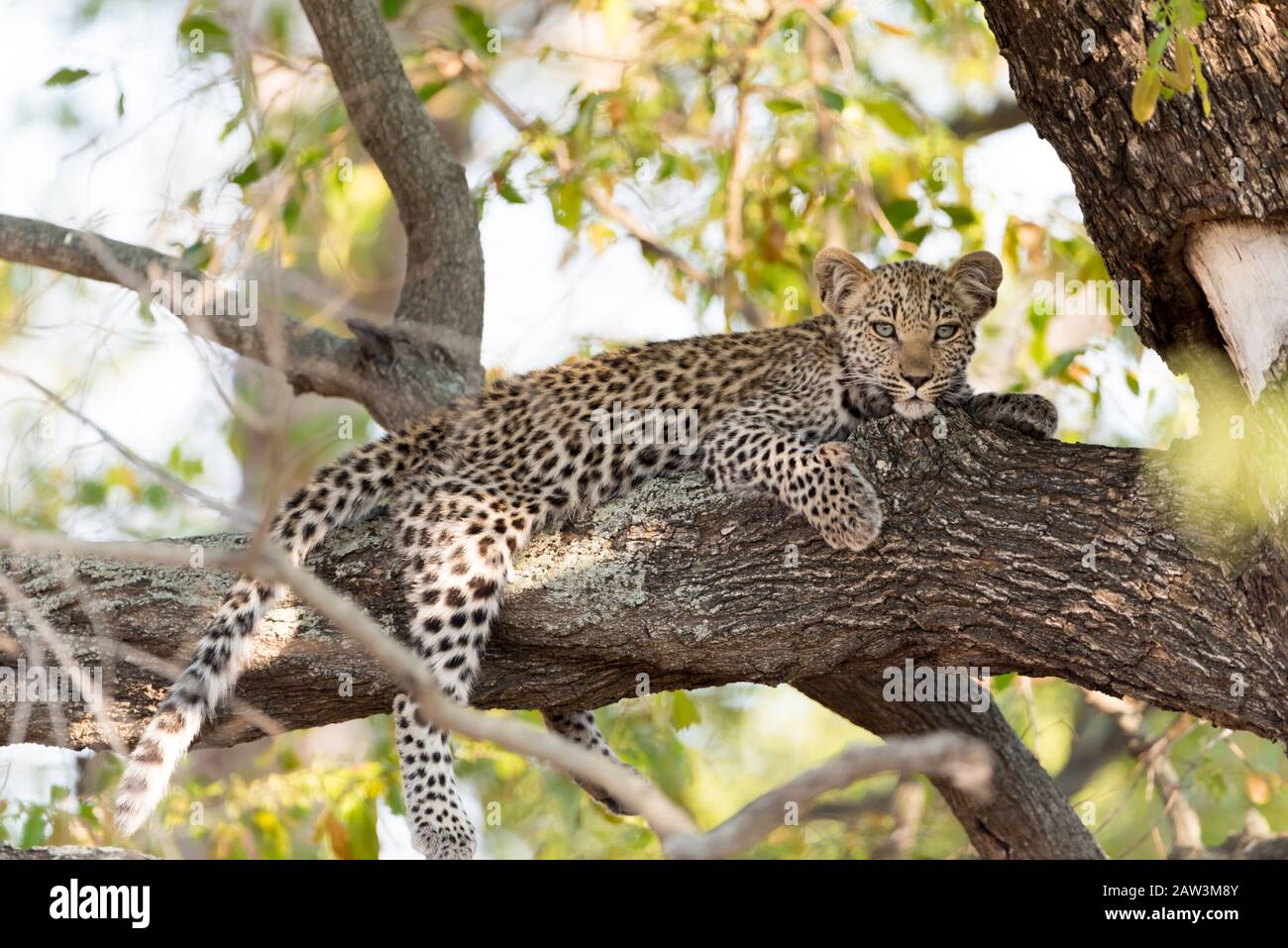 Black leopard cub hi-res stock photography and images - Alamy
