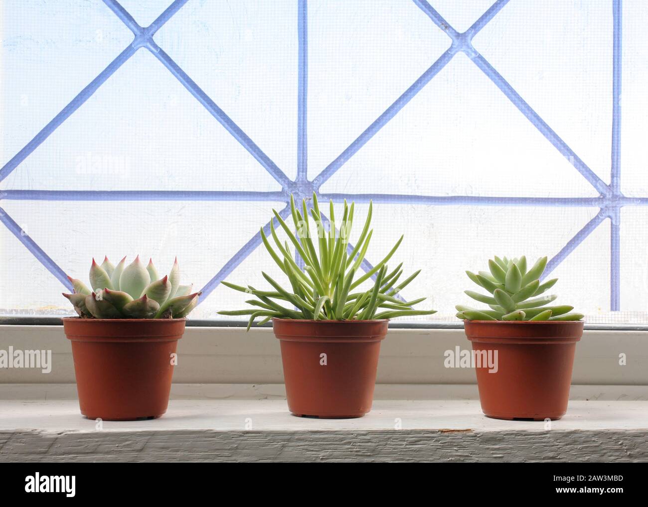 three small succulents on window sill Stock Photo - Alamy