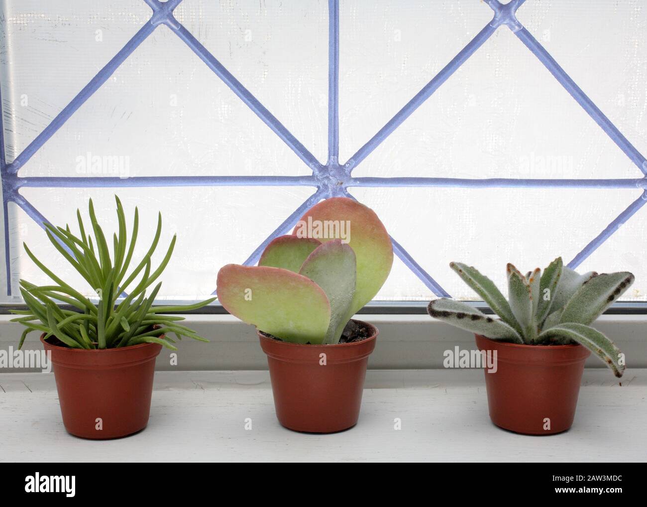 three small succulents on window sill Stock Photo - Alamy