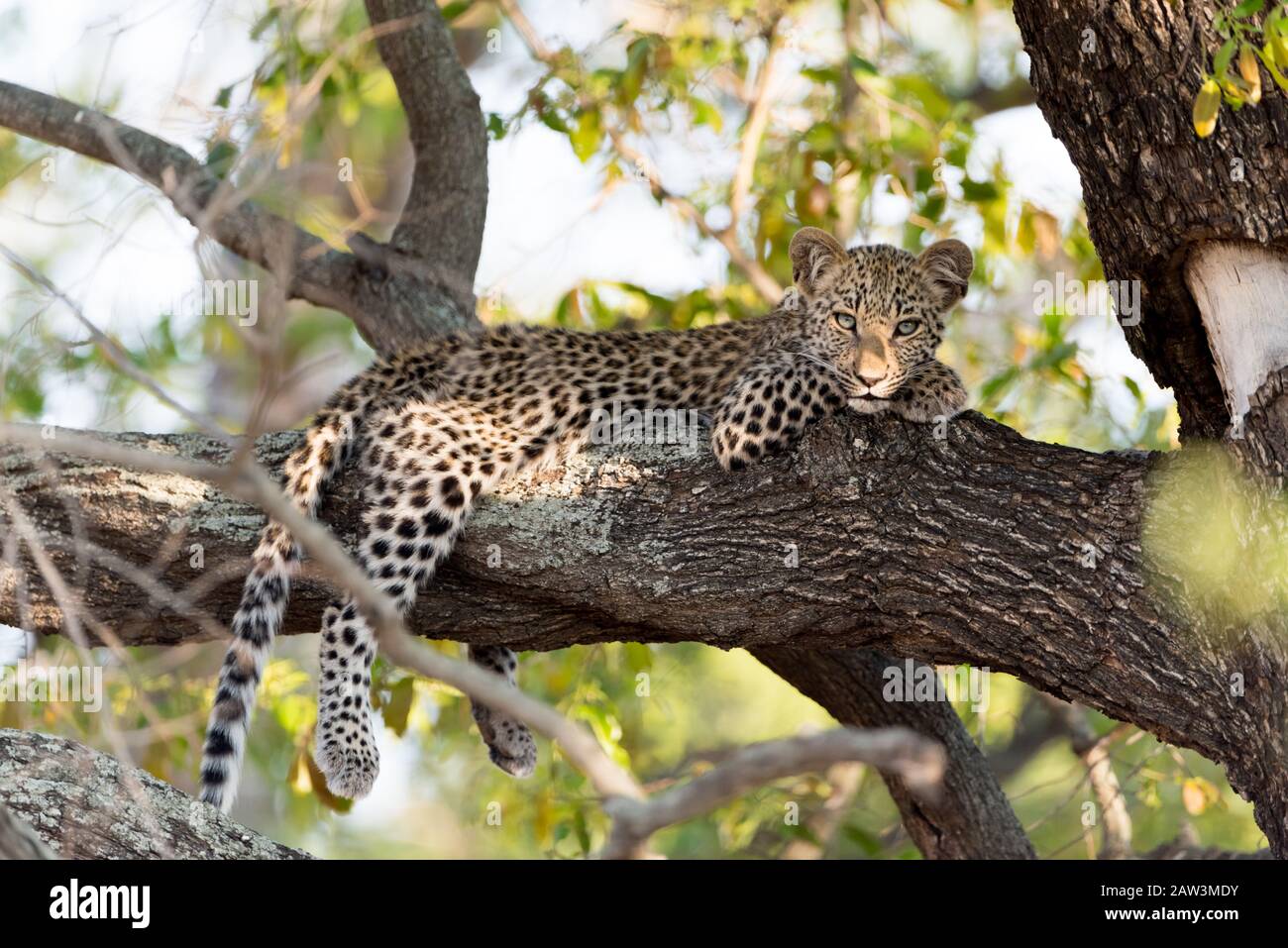 Beautiful leopard cat on hi-res stock photography and images - Alamy