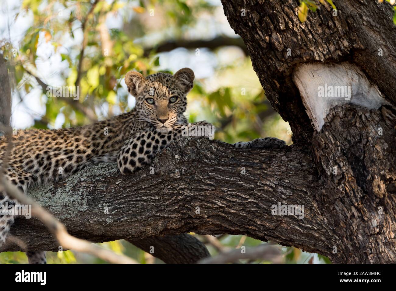 Leopard cub on tree hi-res stock photography and images - Alamy