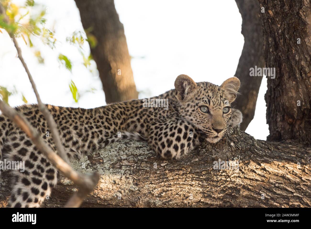 Black leopard tree hi-res stock photography and images - Alamy