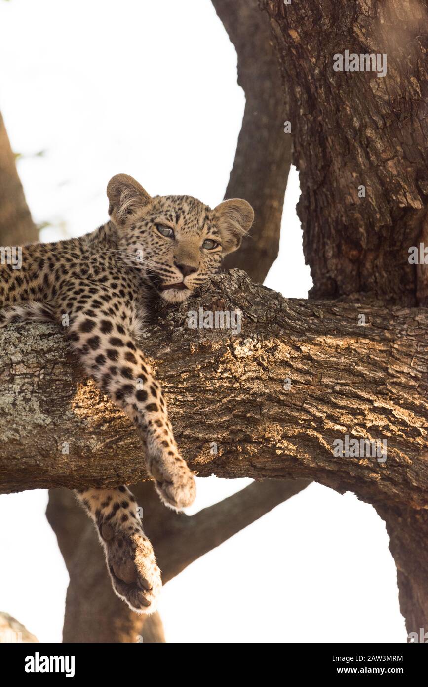 Black leopard cub hi-res stock photography and images - Alamy