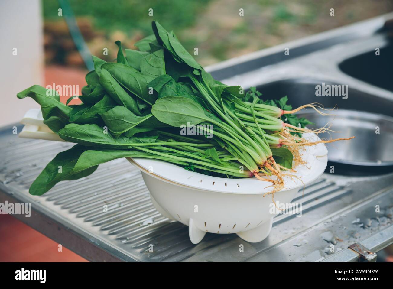 Washing plant roots hi-res stock photography and images - Alamy