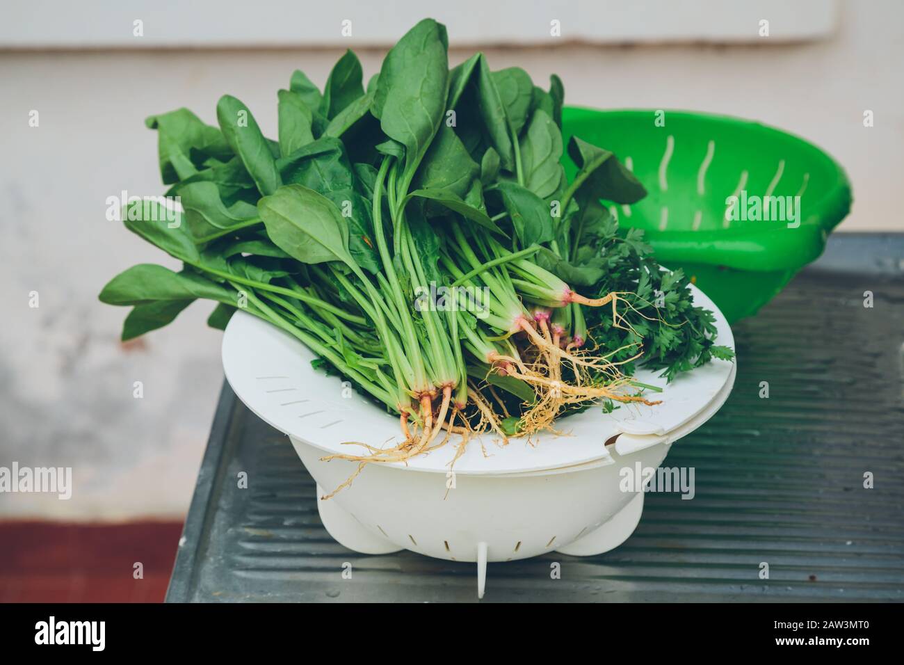 Washing cilantro hi-res stock photography and images - Alamy