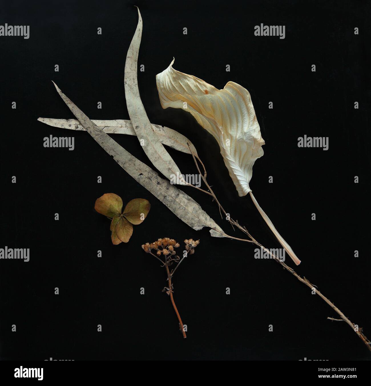 Hosta and eucalyptus leaves with dried flowers Stock Photo - Alamy