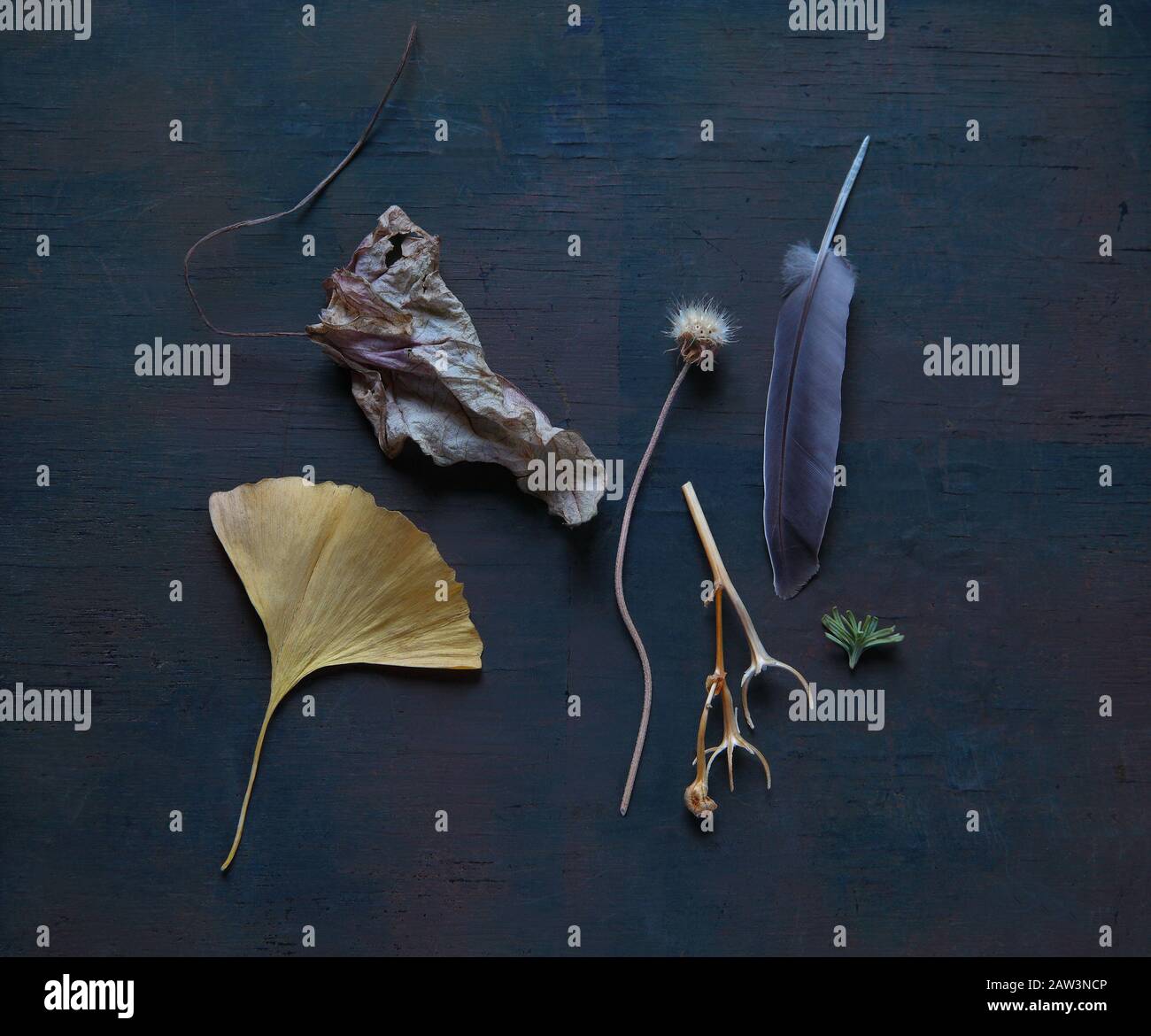 Arrangement of nature objects, including a feather, leaves and seed ...