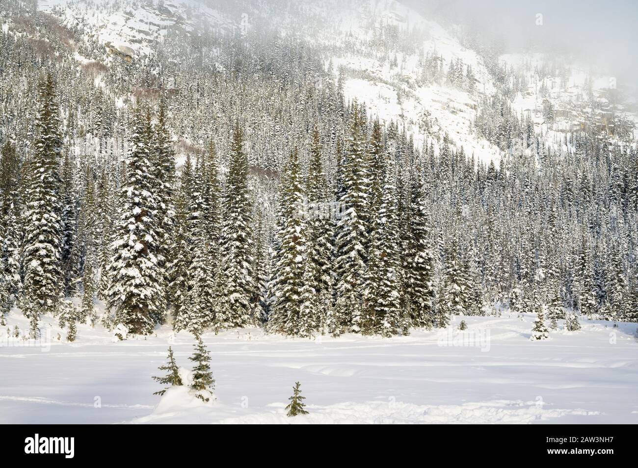 Snow Covered Trees In The North Cascade Mountains Stock Photo - Alamy