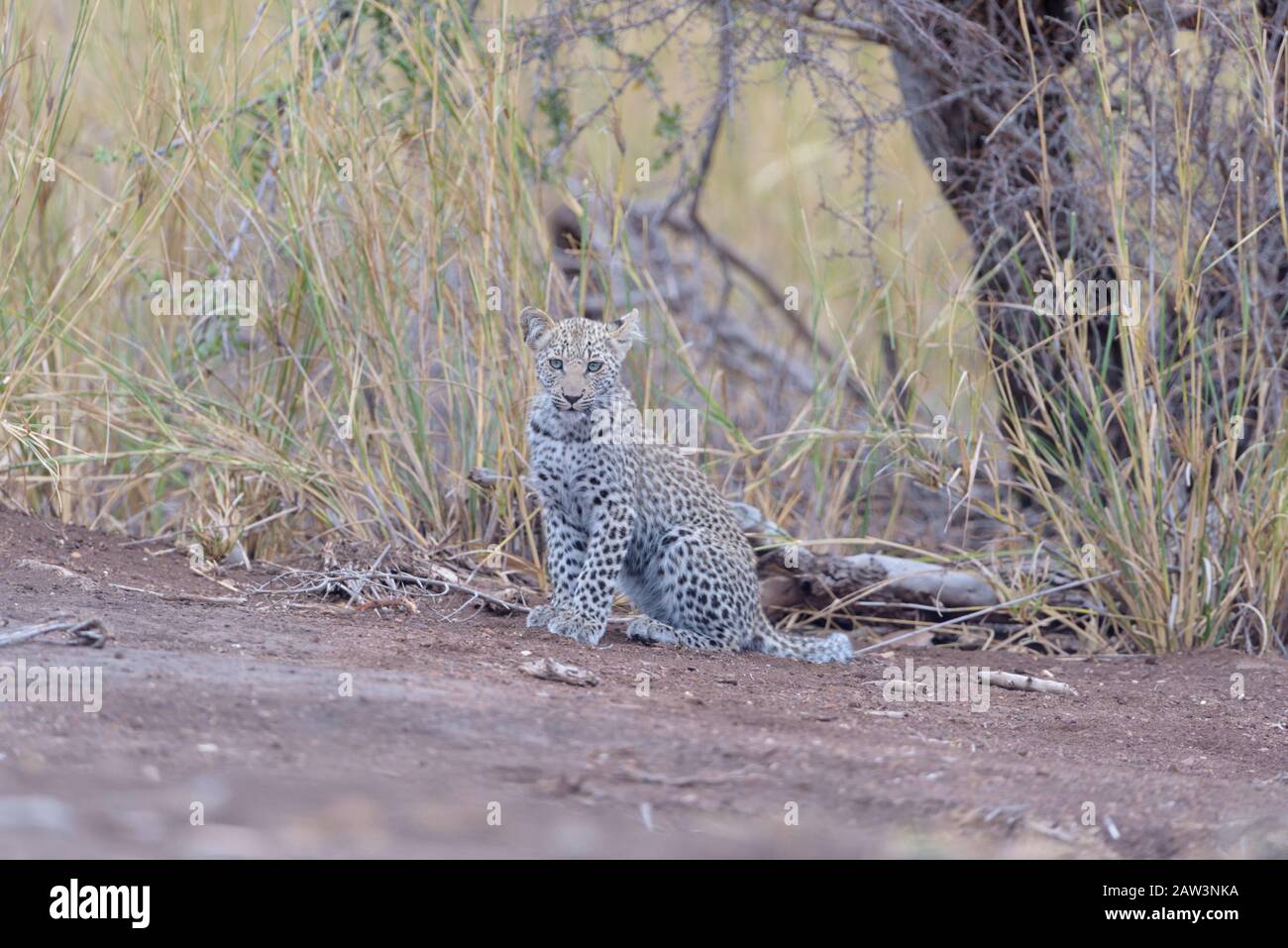 Leopard cub, baby leopard portrait in the wilderness Stock Photo - Alamy