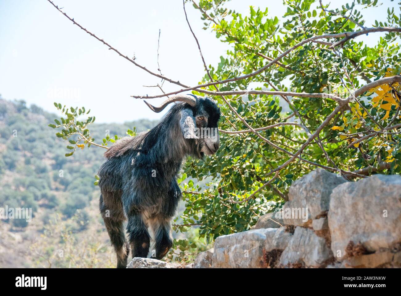 Turkish goat hi-res stock photography and images - Alamy