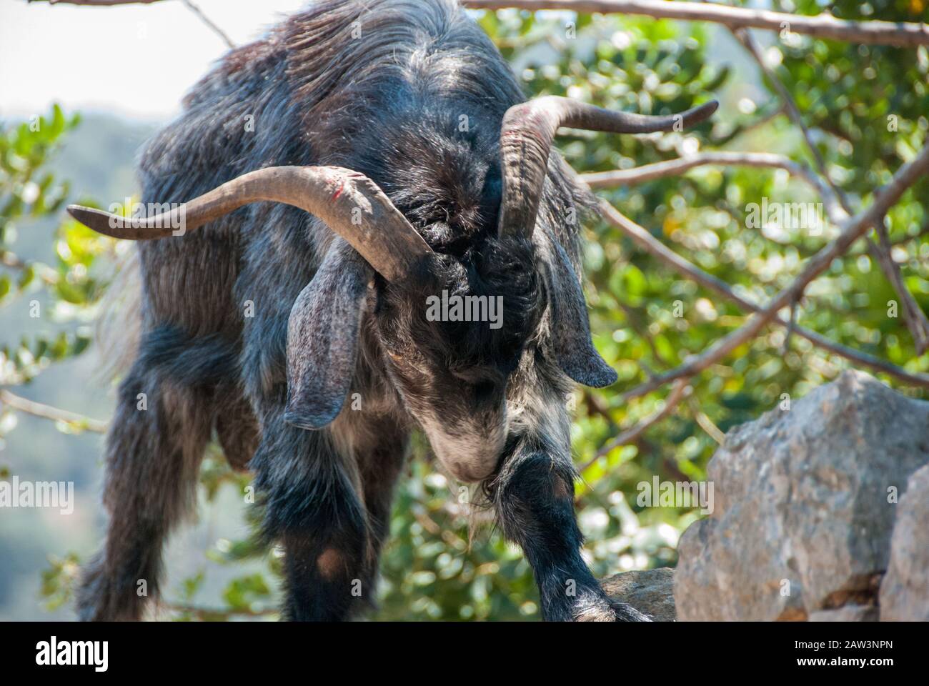 Turkish goat hi-res stock photography and images - Alamy