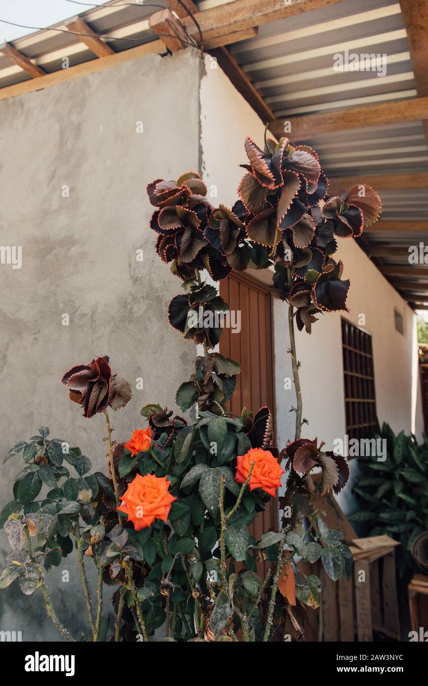 Gorgeous garden in full bloom Stock Photo - Alamy